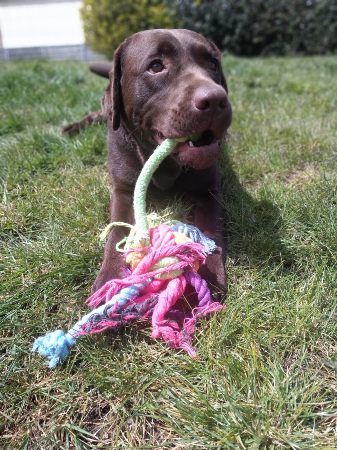 Un nouvel intervenant à HSTV MONCONTOUR à compter du 28 juin - Maison ...